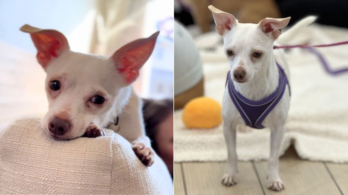 Chip up for Adoption - Rocky Kanaka