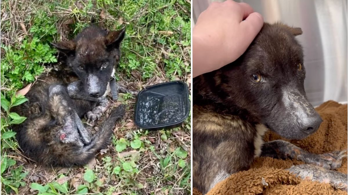 Neglected Dog With Nails So Long He Couldn't Walk Gets 2nd Chance ...