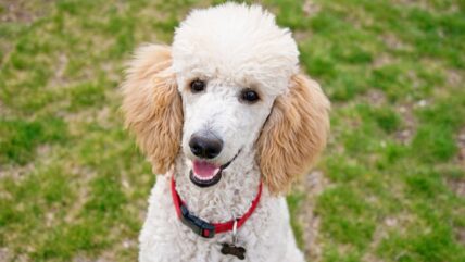 Chic and Unique: 200 Perfect Poodle Names - Rocky Kanaka