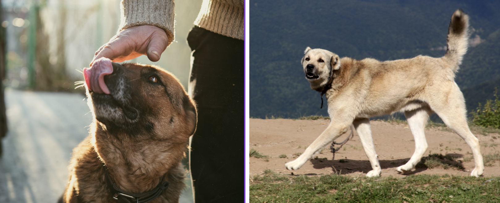 These 11 Breeds Make Amazing Guard Dogs, But Should You Own One ...