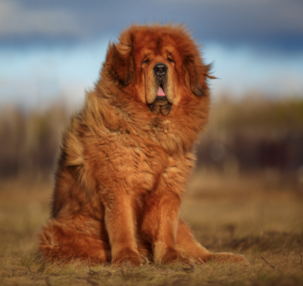 11 Extra-Fluffy Dog Breeds That Look Like Living Clouds of Fur - Rocky ...