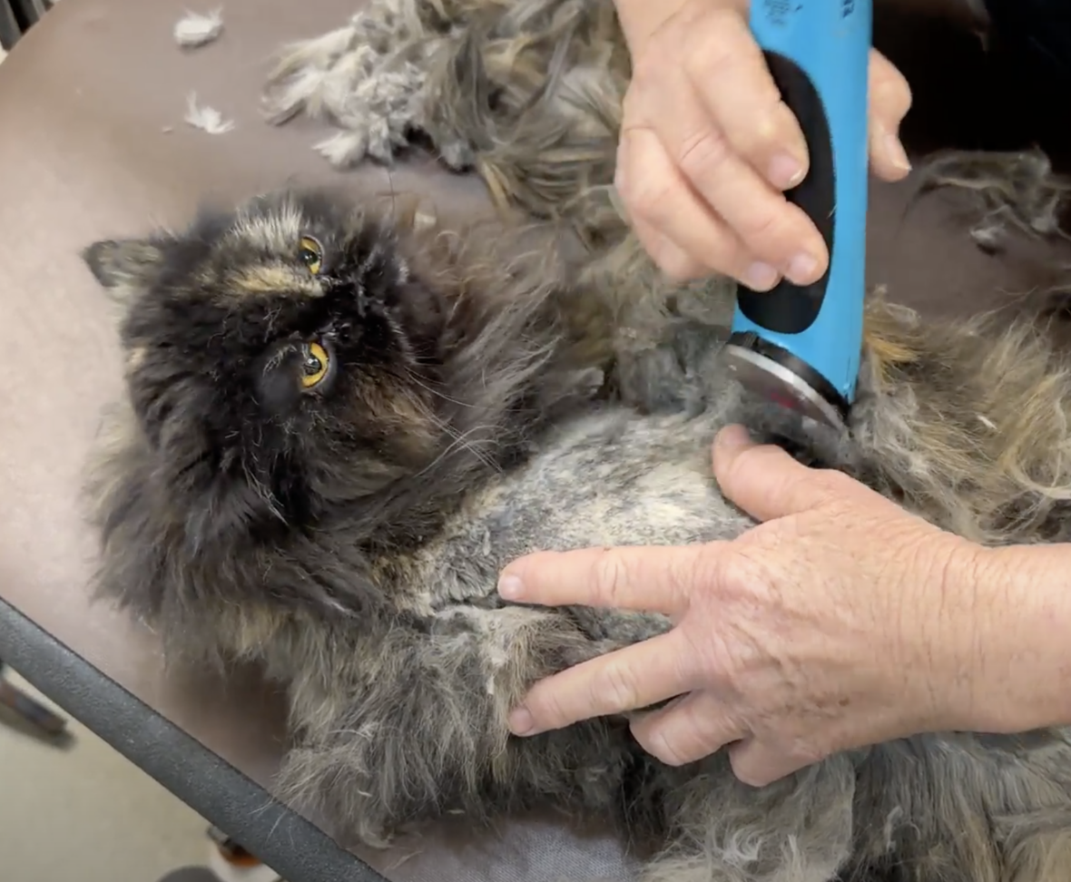 Watch How This Desperate Cat Asked for Help & Got a Whole New Life ...