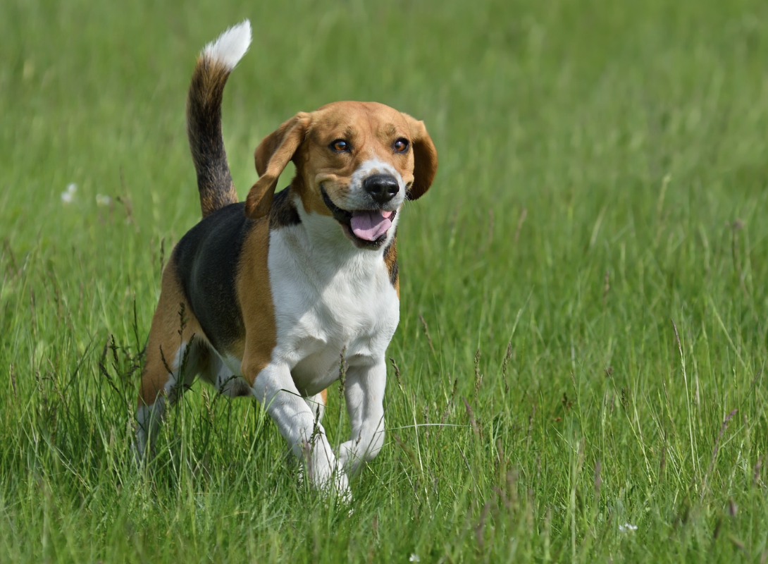 Trailblazer or Tracker? The Best Hunting Dog Names for Every Type of ...