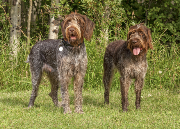 Trailblazer or Tracker? The Best Hunting Dog Names for Every Type of ...