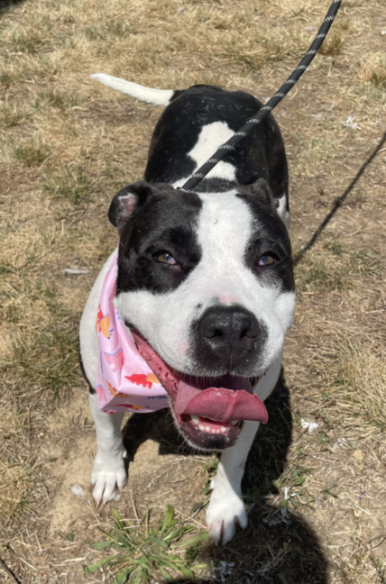 Pitbull Shot as Puppy Wins Over Everyone She Meets—But She Still Doesn ...