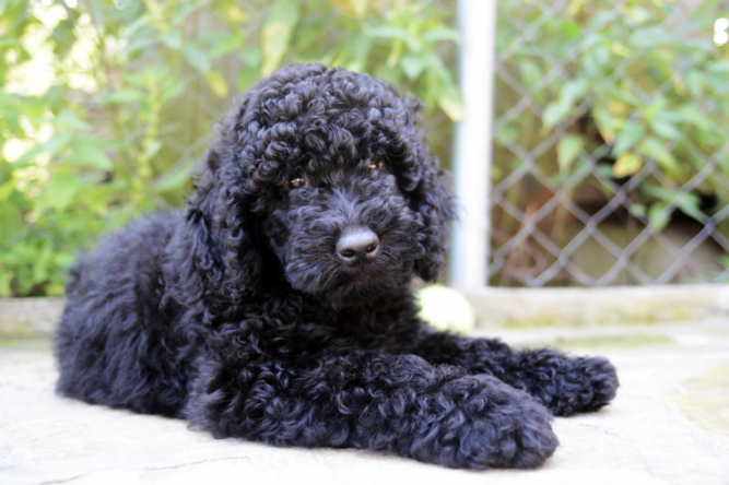 Chic and Unique: 200 Perfect Poodle Names - Rocky Kanaka