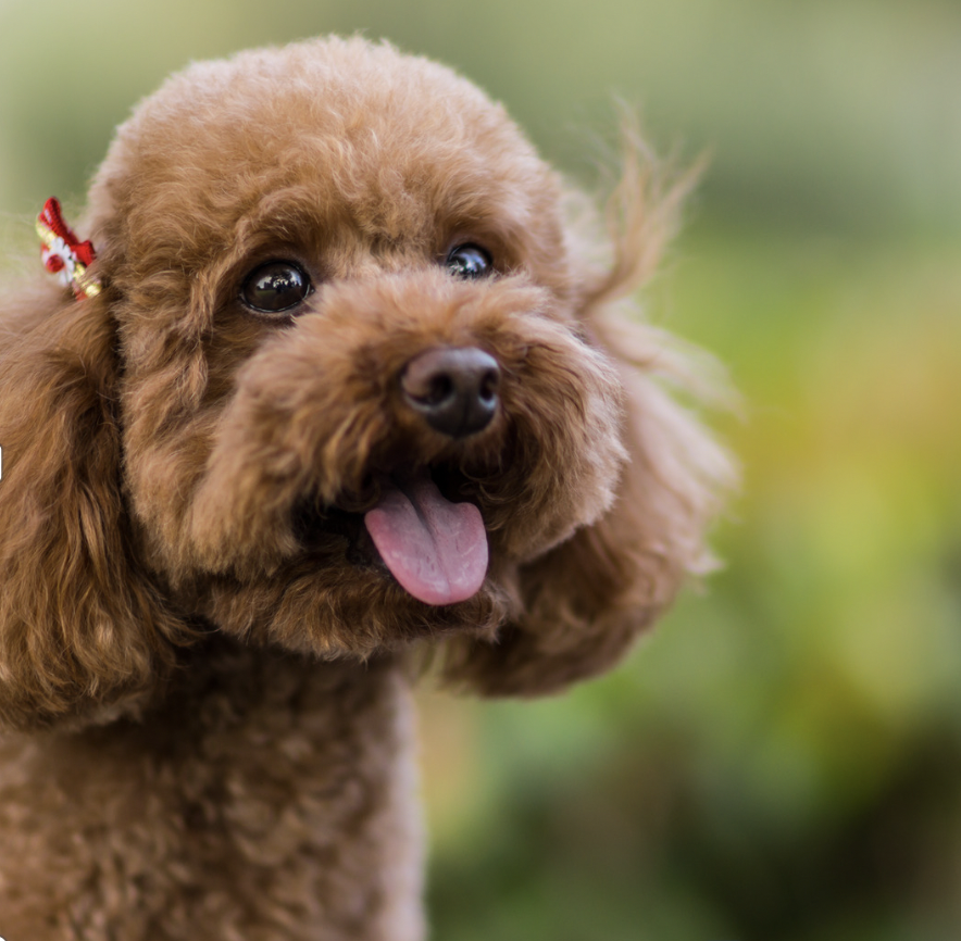 Chic and Unique: 200 Perfect Poodle Names - Rocky Kanaka