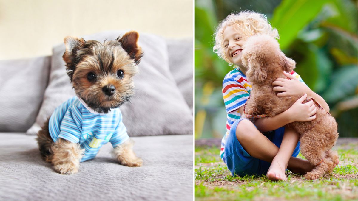 5 Small Dog Breeds That Make the Best Companions for Kids