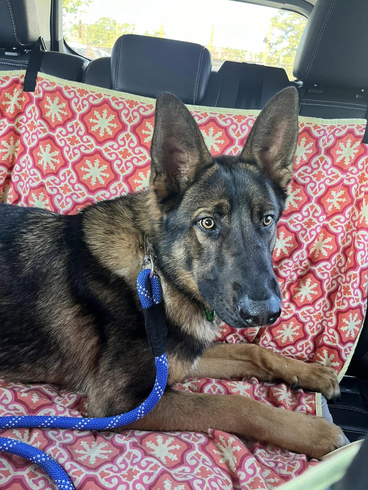 Active German Shepherd Returned to Shelter That Saved Him as Pup, Now ...