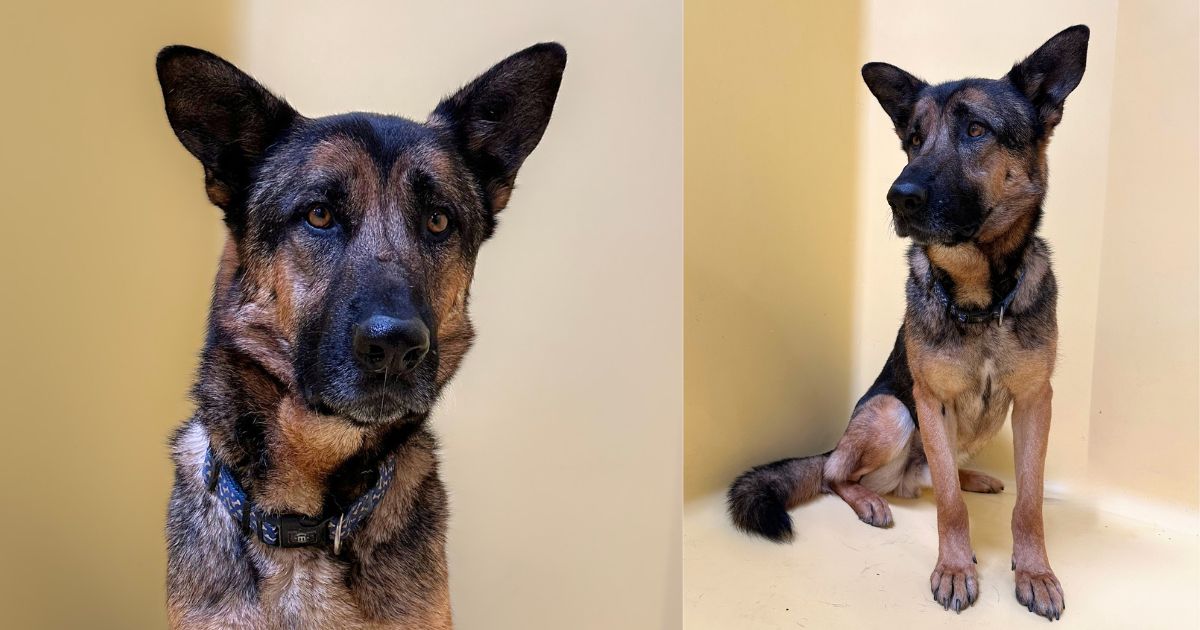 Wang up for Adoption - Rocky Kanaka