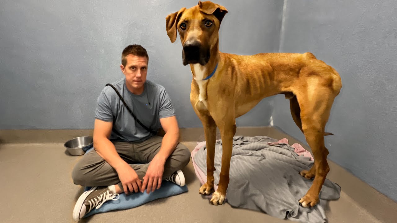 Ridgeback Great Dane Mix