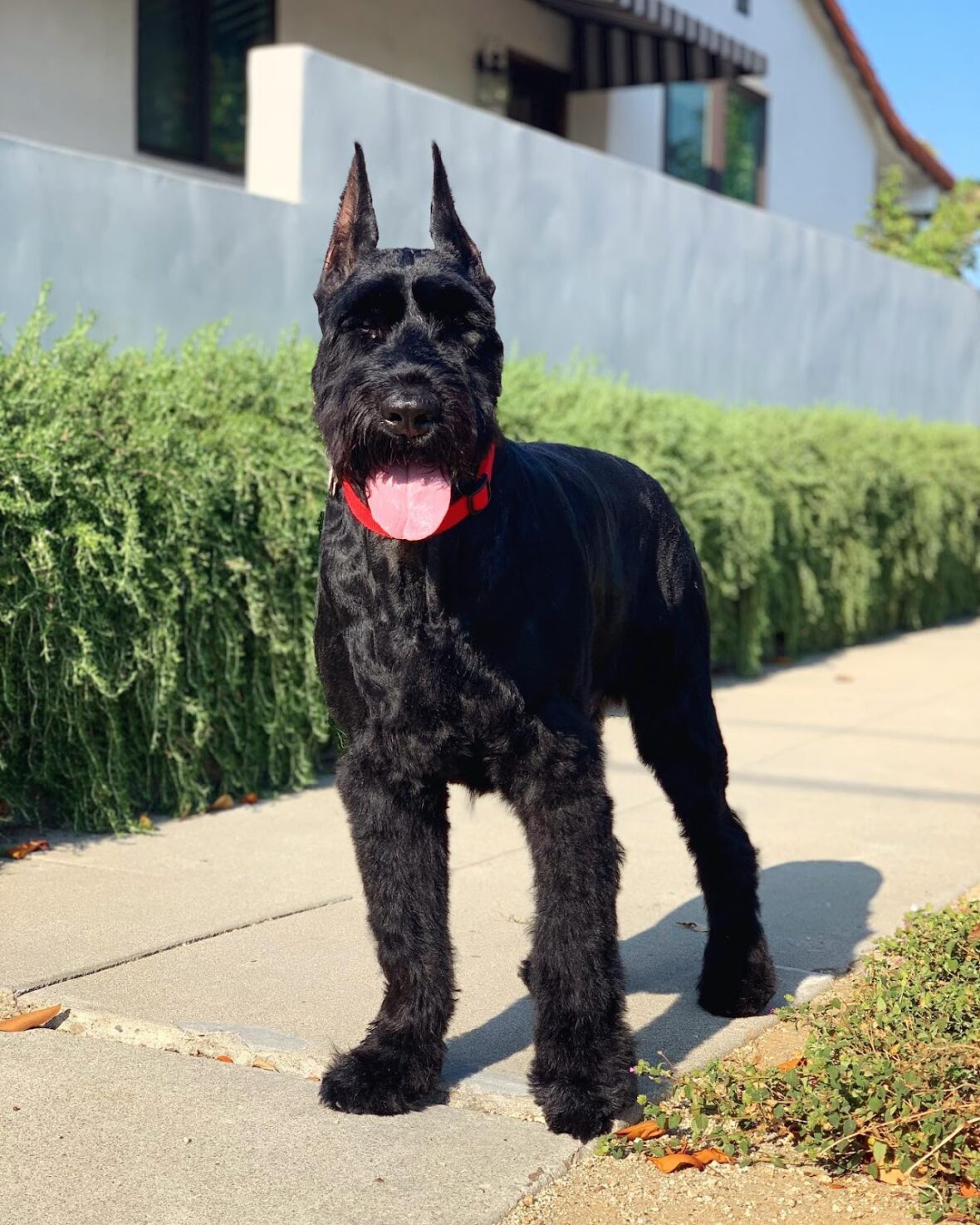 These 11 Breeds Make Amazing Guard Dogs, But Should You Own One ...