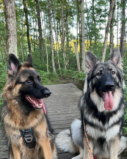 Sable German Shepherds Were the Originals And Are Still Beloved Today ...