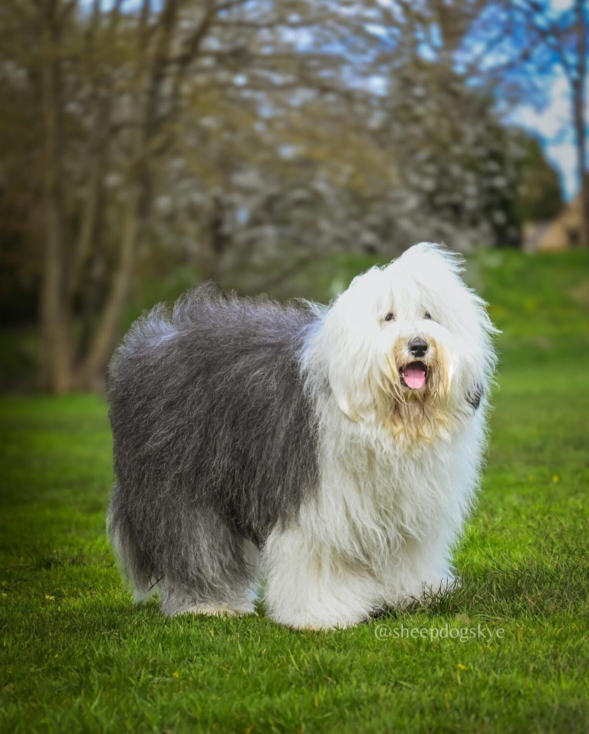 11 Extra-Fluffy Dog Breeds That Look Like Living Clouds of Fur - Rocky ...