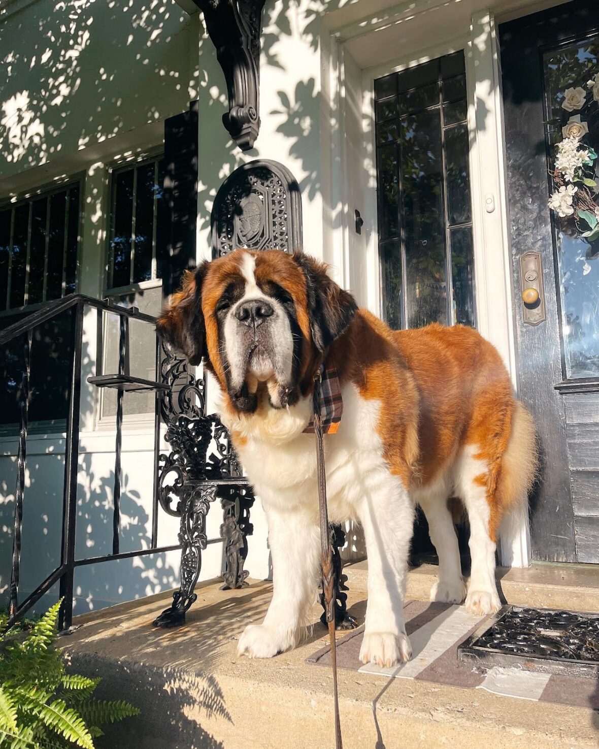 These 11 Breeds Make Amazing Guard Dogs, But Should You Own One ...