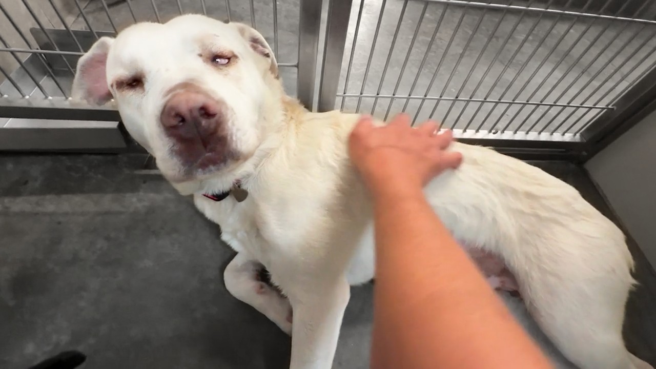 Deaf Pit Bull Rescue