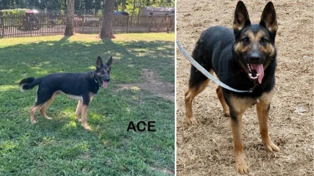 Ace up for Adoption - Rocky Kanaka