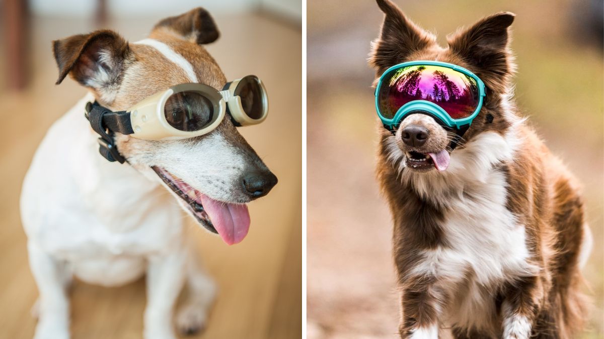 The 8 Best Dog Goggles to Protect Your Pup's Eyes From the Elements ...