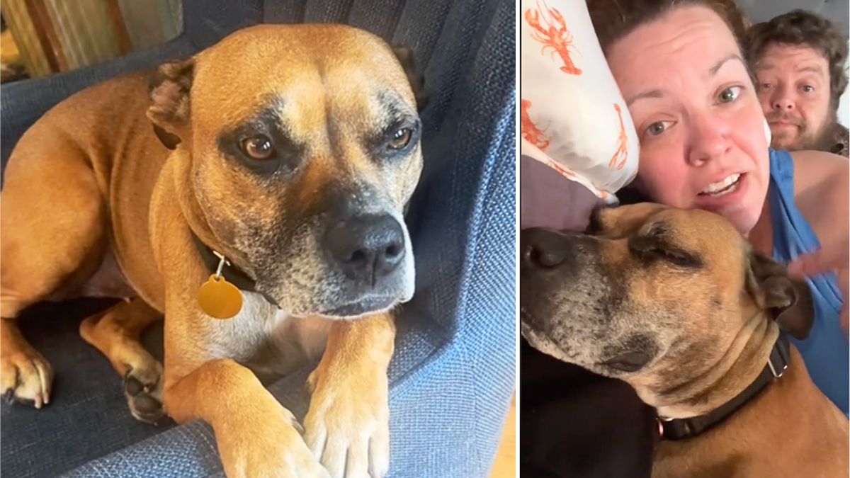 Dog Rescuer's Viral Plea for Adopting "Senior Dogs" Is Spot On - Rocky ...