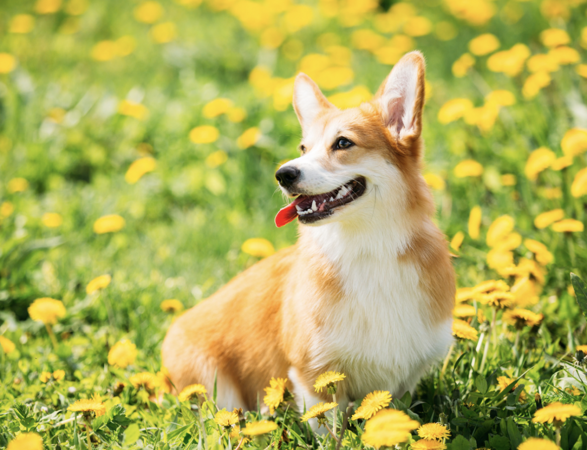 150 Corgi Names So Perfect, Even the Queen Would've Approved! - Rocky ...
