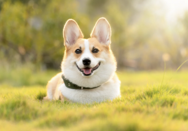 150 Corgi Names So Perfect, Even the Queen Would've Approved! - Rocky ...
