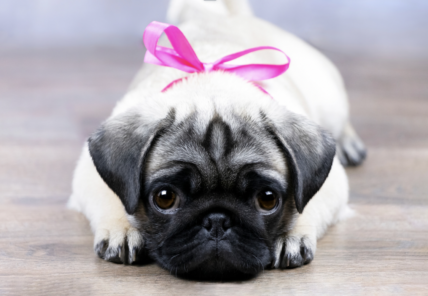 From Squishy to Sophisticated: 150 Names For Every Pug Personality ...