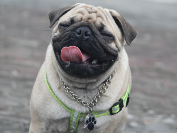 From Squishy to Sophisticated: 150 Names For Every Pug Personality ...