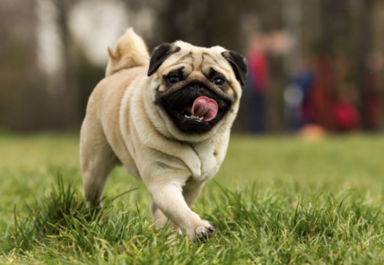 From Squishy to Sophisticated: 150 Names For Every Pug Personality ...