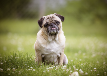 From Squishy to Sophisticated: 150 Names For Every Pug Personality ...