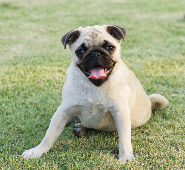 From Squishy to Sophisticated: 150 Names For Every Pug Personality ...