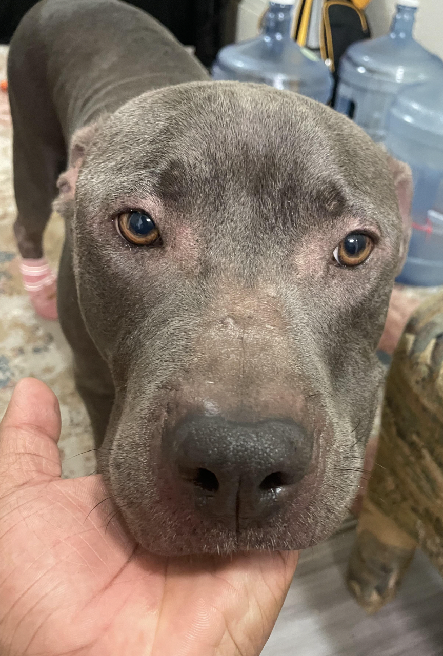 How Long Do Pit Bulls Live? Everything You Should Know About the Pit ...