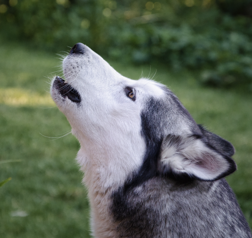 These 23 Huskies Howling in Unison Will Have You Reaching for Earmuffs ...