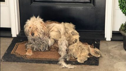 Severely Neglected Dog Mysteriously Appears on Woman's Doorstep ...