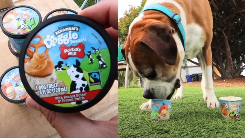 Dogs’ Hilarious Review of Ben & Jerry's Ice Cream Will Leave You In ...