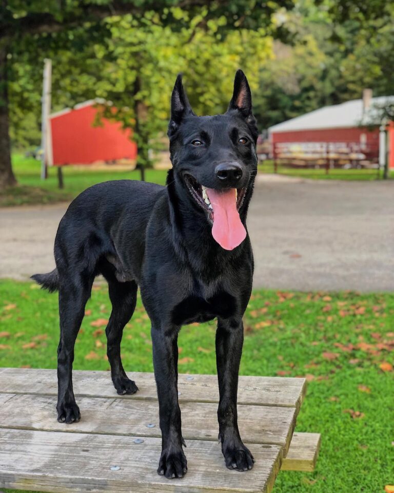 Does The Black Belgian Malinois Exist, Or Are You Confusing Two Dog ...