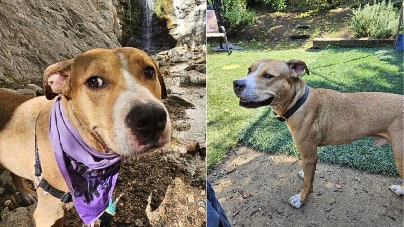 Pittie Mix Overlooked At Shelter For Half His Life Gets One Last Shot ...