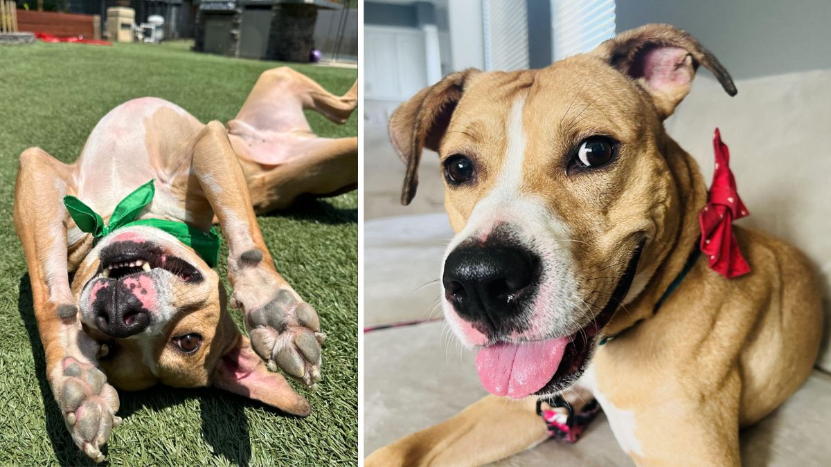 Rescue Pup's Hopeful Eyes Beg for Freedom After Staggering 1,983 Days ...