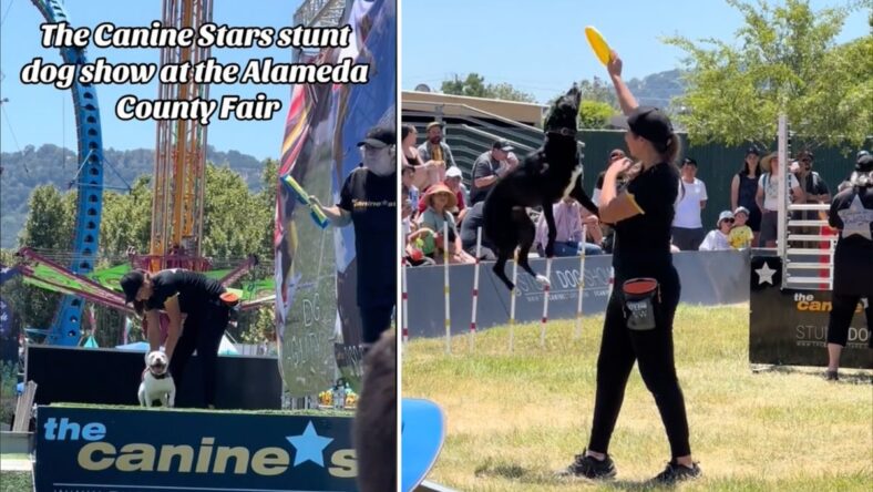 Stunt Dogs WOW Audiences Across the US with Daring Tricks & They're All ...