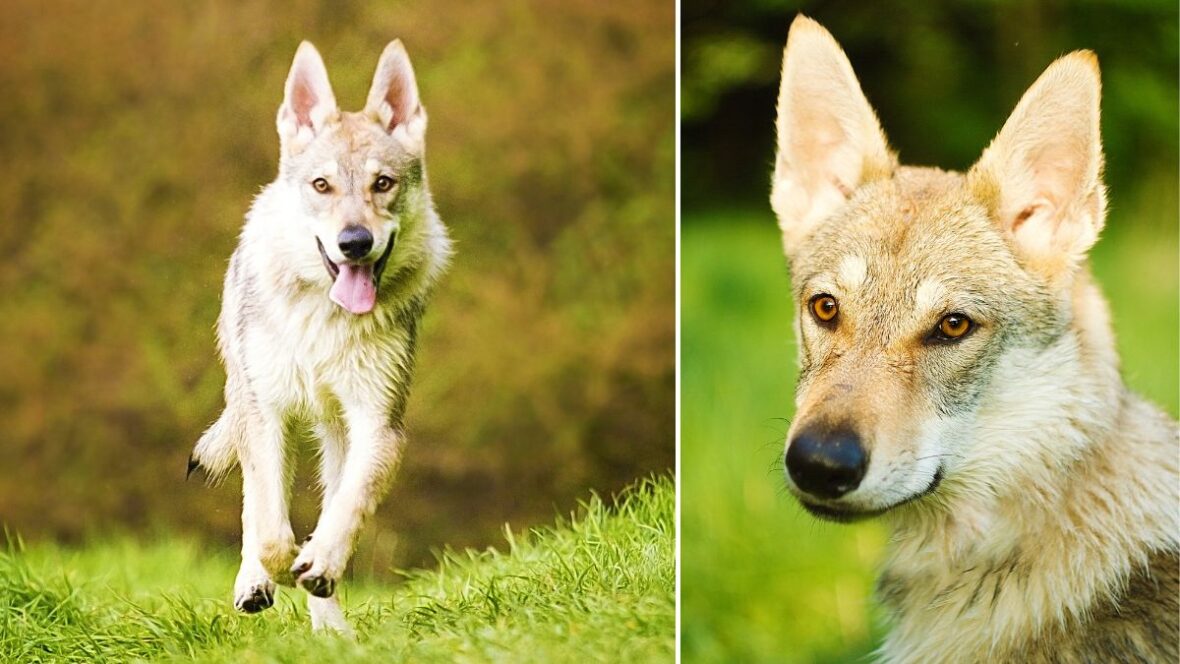 Are Czechoslovakian Wolfdogs a Hybrid Or a True Domestic Dog Breed ...