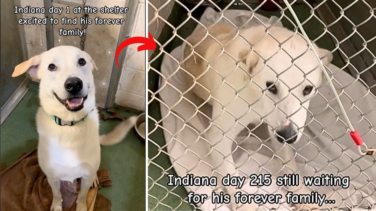 Watch As Dog Clings To Hope After 200+ Days At The Shelter - Rocky Kanaka
