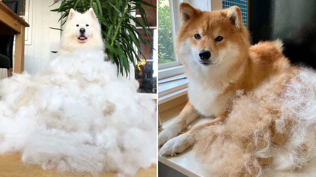 16 Dogs That Shed So Much, They’ll Cover Your Room in Fur (With Photos ...