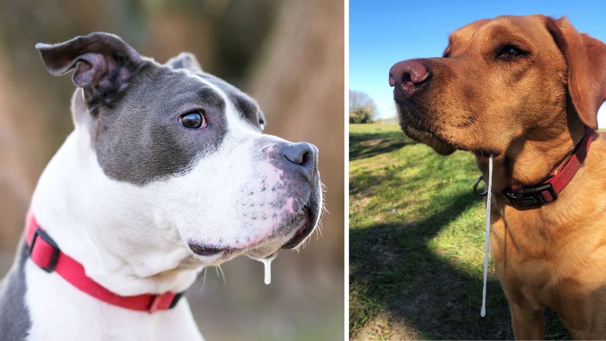 These are the 12 Drooliest Dog Breeds on the Planet! (Don't Say We Didn ...