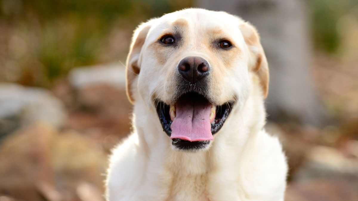 250 Labrador Retriever Names That Will Make Your Pup Stand Out! - Rocky ...
