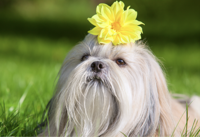 250 Shih Tzu Names: From Cute to Royal and Everything In Between ...