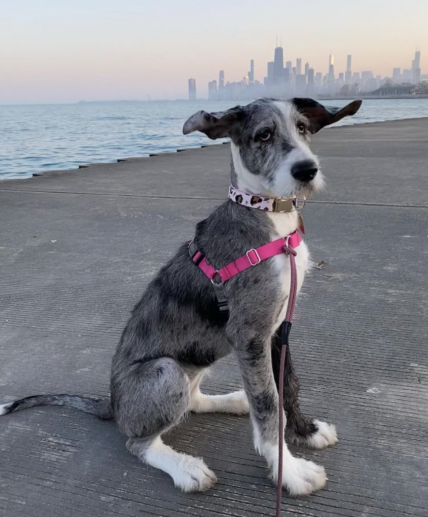 These are the 11 Biggest Doodles Breeds in the World - Rocky Kanaka