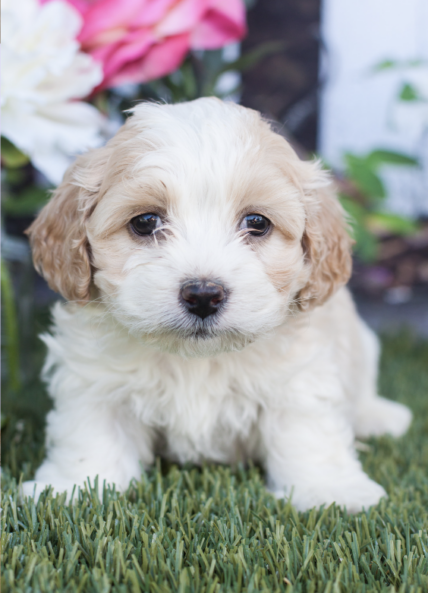 These 11 Miniature Doodle Breeds Are as Cute as They Are Tiny! - Rocky ...