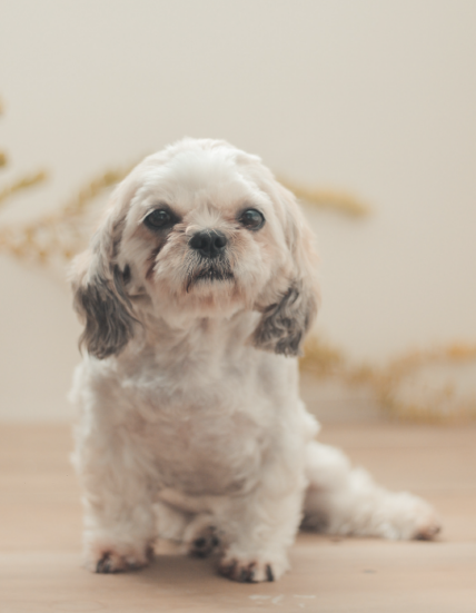 These 11 Miniature Doodle Breeds Are as Cute as They Are Tiny! - Rocky ...