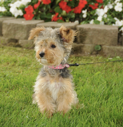 These 11 Miniature Doodle Breeds Are as Cute as They Are Tiny! - Rocky ...