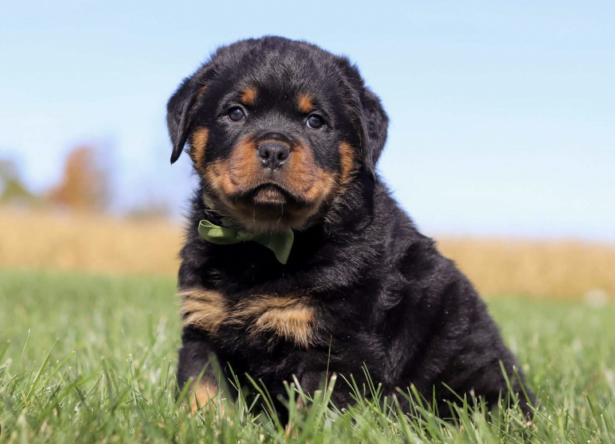 Meet the Rottie Poo: The Controversial Doodle Dog Sparking Heated ...