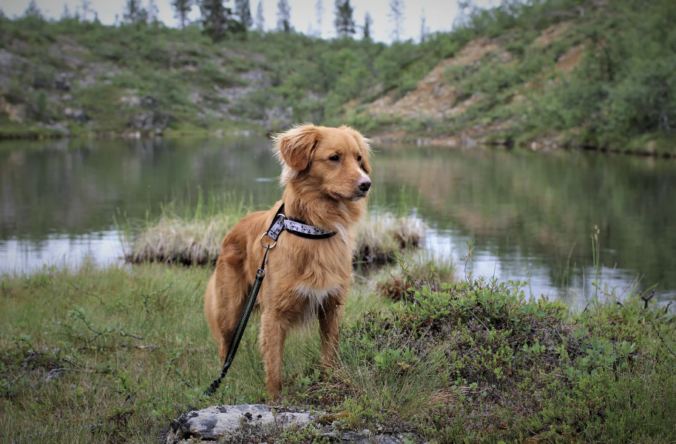 187 Unique Brown Dogs Names: Perfect Picks for Your Pup - Rocky Kanaka